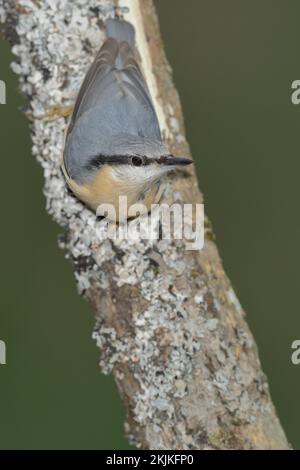 Nuthatch (Sitta europaea) running upside down on a branch, Ovronnaz ...