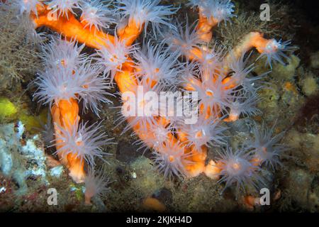 Orange tree coral (Dendrophyllia Ramea), Lanzarote. Canary Islands ...