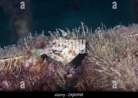Brown filefish (Stephanolepis hispidus Stock Photo - Alamy