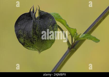 Detail of Bladder Cherry, Common Jew's Cherry, Nature, Lampion, Fruit ...