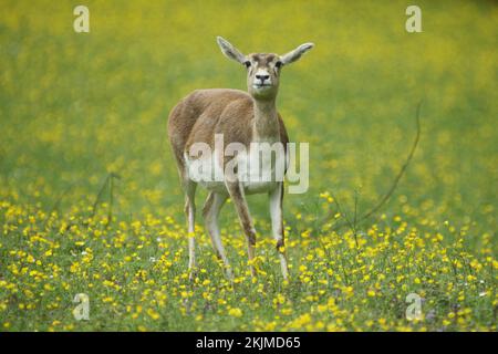 Antelope cervicapra, female, flower meadow, yellow, captive Stock Photo ...