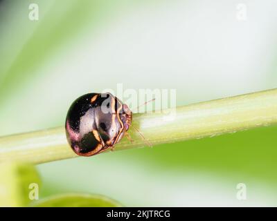Black Stink Bug (Coptosoma xanthogramma Stock Photo - Alamy