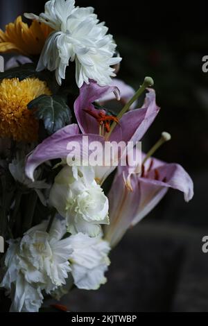 A Vertical shot of a half-withered purple-blue geranium on a dried tree ...
