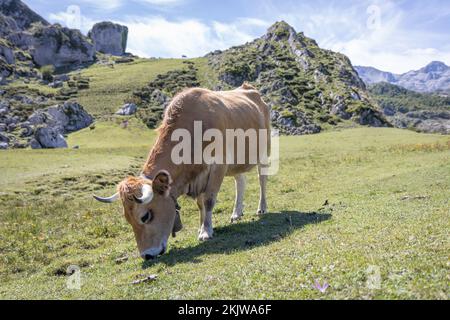 Asturian Mountain cattle (cow) in Picos de Europa National Park ...