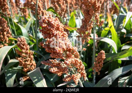Field of Sweet Sorghum stalk and seeds. Millet field. Agriculture field ...