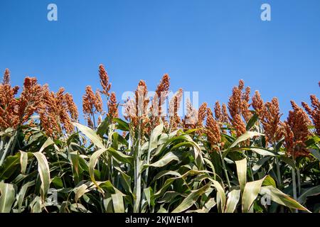 Field of Sweet Sorghum stalk and seeds. Millet field. Agriculture field ...