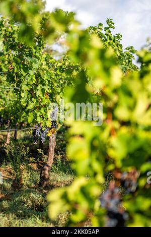 Old gnarled grape vines stand ripening grapes in the French countryside ...