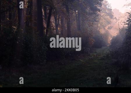 A misty autumn morning in Thorpe woods, Norwich, Norfolk v. Thorpe ...
