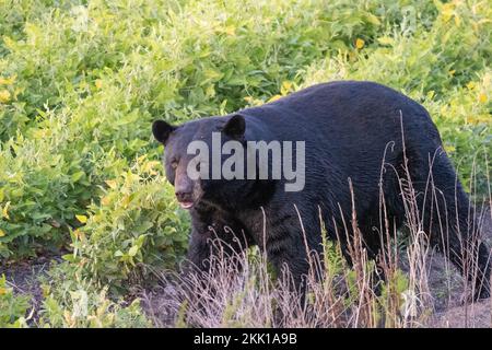 Old american black bear, Ursus americanus Stock Photo - Alamy