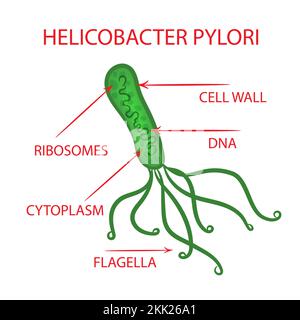 HELICOBACTER PYLORI Medicine Education Diagram Vector Scheme Human ...