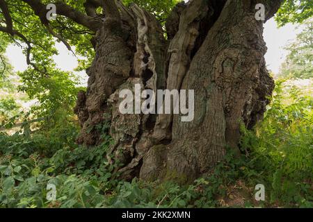 Ancient pollarded common oak Quercus robur at Moyles Court New Forest ...