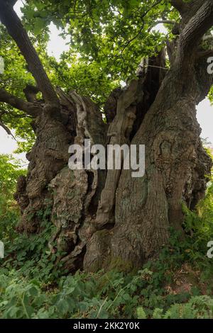 Ancient pollarded common oak Quercus robur at Moyles Court New Forest ...