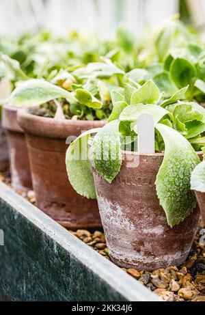 Plants growing in the Victorian greenhouses at Eythrope Gardens on the ...