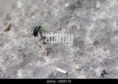 A beetle of the genus Amara (Carabid, ground beetle) eating a young ...