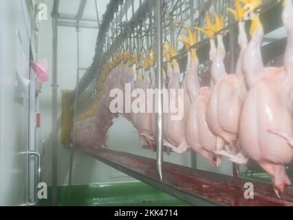 Whole chicken production line .Automated production line cut a half in ...