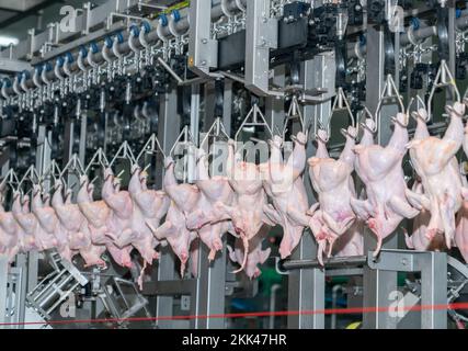 Chicken hang on conveyor after cutting head in modern meat process line ...