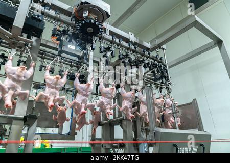 Whole chicken production line .Automated production line cut a half in ...