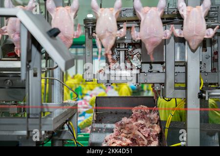 chicken processing in plant factory. poultry production in food ...