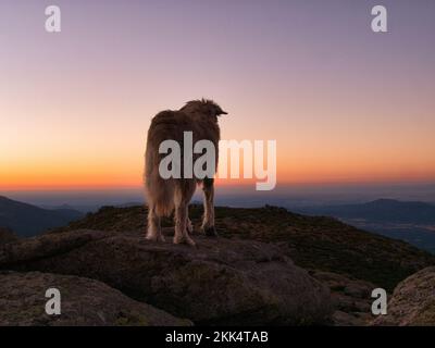 A cute doggo standing atop a hill with a great view, admiring the ...