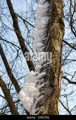 Snow melting on tree trunks in the forest during a thaw in winter day ...