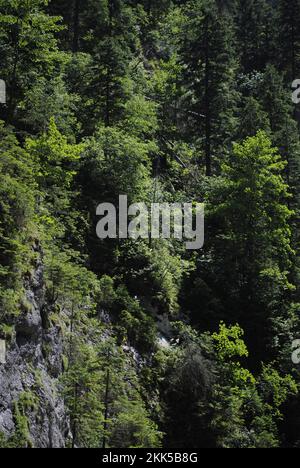 A vertical view of a beautiful forest on a sunny day Stock Photo - Alamy