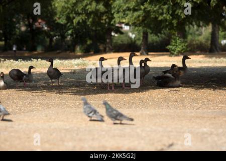 Geese are seen in the shade in a park in Ilford, East London Stock ...