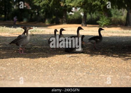 Geese are seen in the shade in a park in Ilford, East London Stock ...