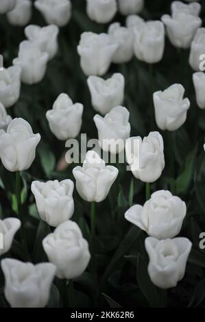 White Triumph tulips (Tulipa) Update bloom in a garden in April Stock ...