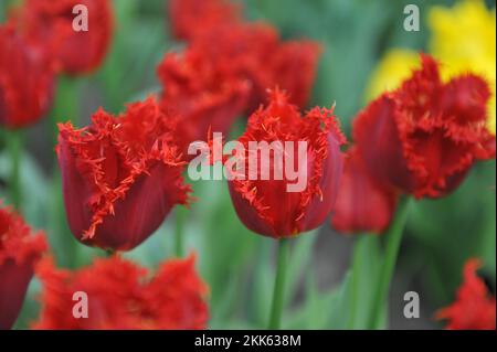 Red fringed tulips (Tulipa) Valery Gergiev bloom in a garden in March ...