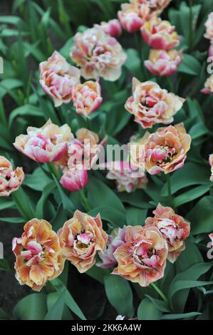 Red, white and yellow peony-flowered Double Early tulips (Tulipa ...