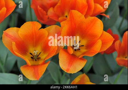 Orange Triumph tulips (Tulipa) Veronique Sanson bloom in a garden in ...