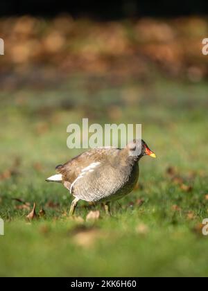 Moorhen in Kelsey Park, Beckenham, Greater London. A moorhen is ...