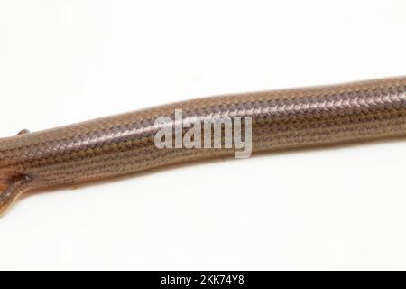 The short-limbed supple skink or Linnaeus's writhing skink lizard ...