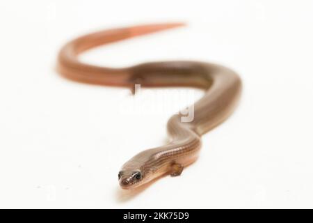 The short-limbed supple skink or Linnaeus's writhing skink lizard ...