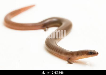 The short-limbed supple skink or Linnaeus's writhing skink lizard ...