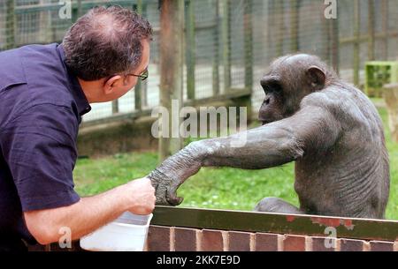 CHIMPANZEE JAMBO AT TWYCROSS ZOO, WARWICKSHIRE. PIC MIKE WALKER, 2003 ...