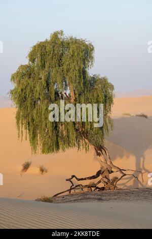 Arabian desert sand dunes ecology/ecosystem. Wind action constantly ...