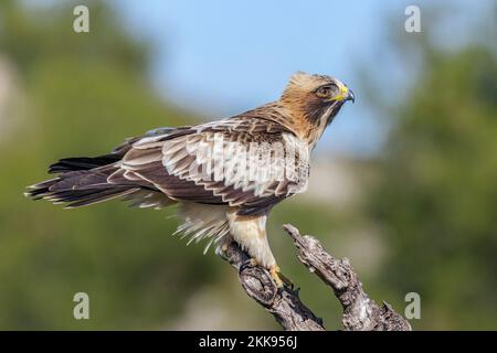 Booted Eagle, Aquila pennata, perched Stock Photo - Alamy
