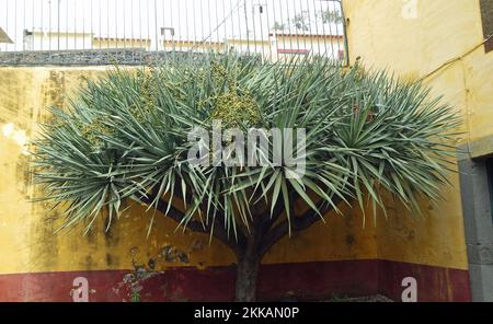 yellow fortress sao thiago in funchal on madeira Stock Photo - Alamy