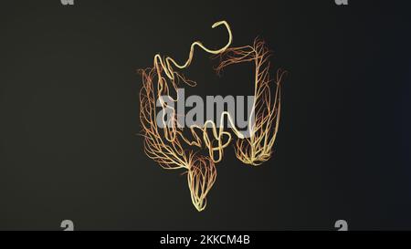 Human intestines made out of lines. Medical Concept. 3D Rendering Stock ...