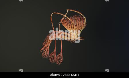 Human Testicles made out of lines. Reproductive Male System. Medical ...