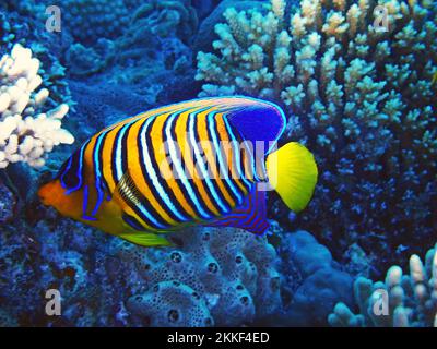 Regal Angelfish (Pygoplites diacanthus) into the serenity world of Red ...