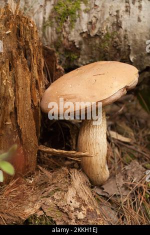 Boletus edulis porcini mushroom with dried leaves and pine needles on ...