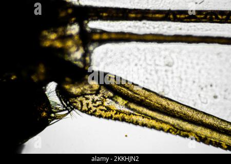 dragonfly wing under a microscope looking at microscopic details in a ...