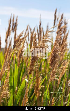 Common reed, Dry reeds, blue sky, (Phragmites australis Stock Photo - Alamy
