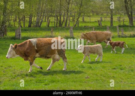 Pasture, cows, calves, Schleswig-Holstein, Germany, Europe Stock Photo ...