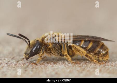 Closeup on a female Common furrow bee, Lasioglossum zonulum sitting on ...