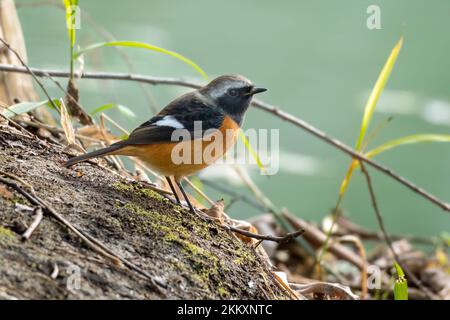 Close-up of a sitting, beautiful daurian redstart during spring time on ...