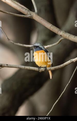 Close-up of a sitting, beautiful daurian redstart during spring time on ...