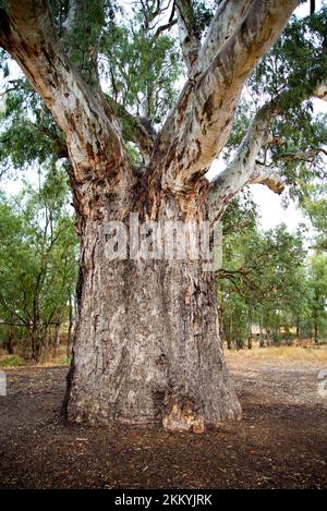 Giant Red Gum Tree - Orroroo - Australia Stock Photo - Alamy